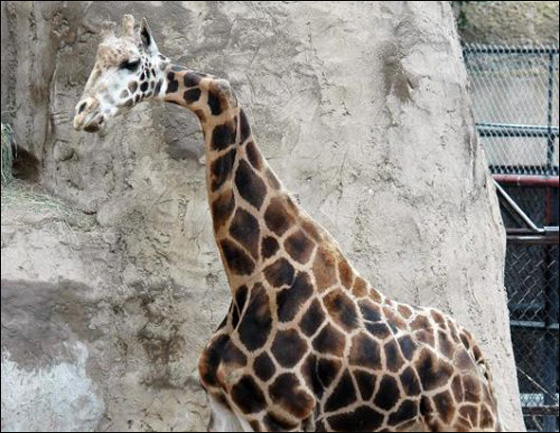 اتمنى بان تنال الصور اعجابكم